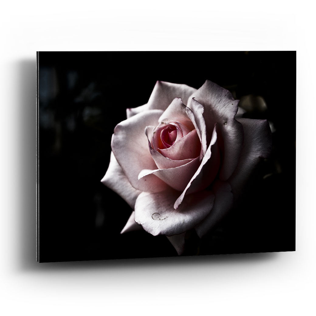 Cuadro decorativo de Rosa – balcru