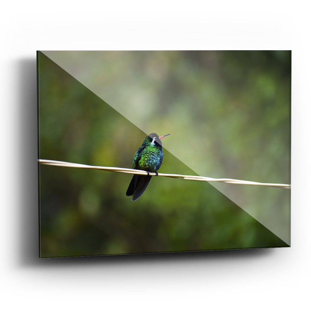 Cuadro de Colibrí en Primavera – balcru