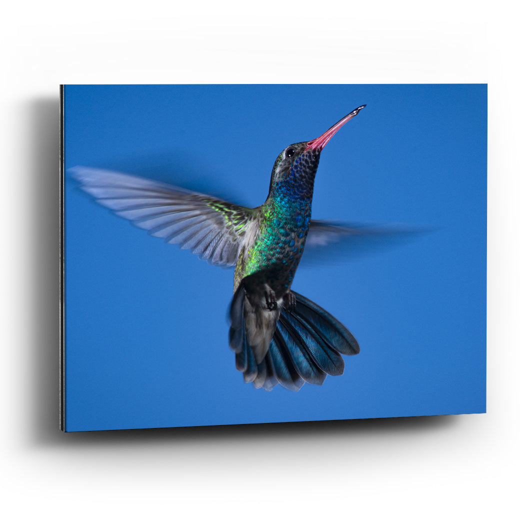 Cuadro de un Colibrí 14 – balcru